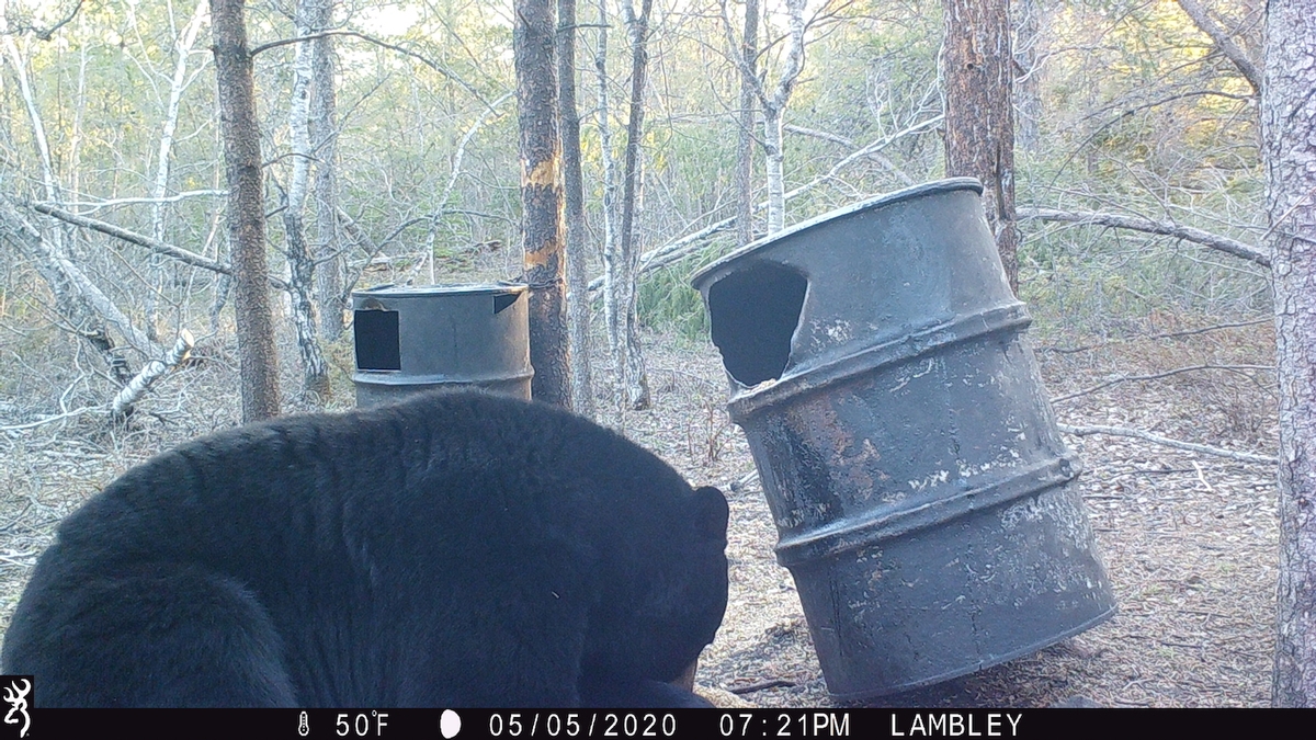 Interlake Safaris - Manitoba Black Bear Hunts