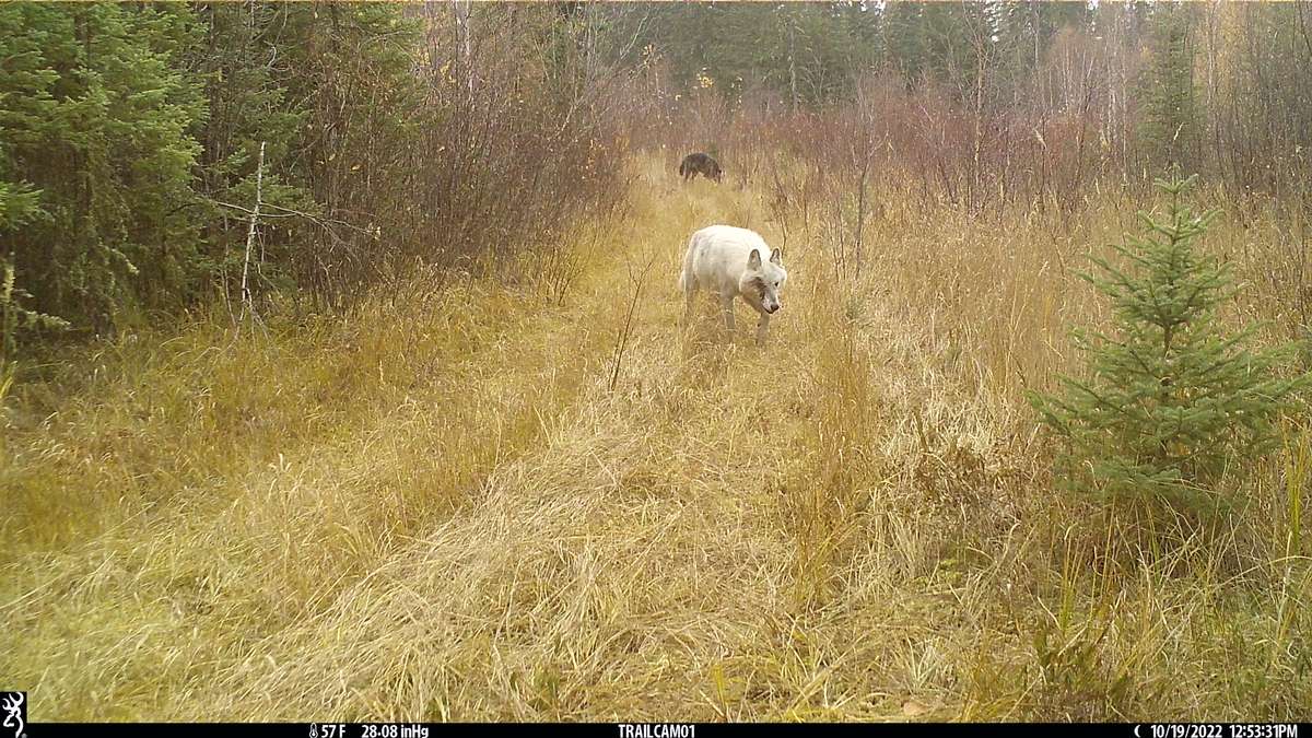 Interlake Safaris - Alberta Wolf Hunts