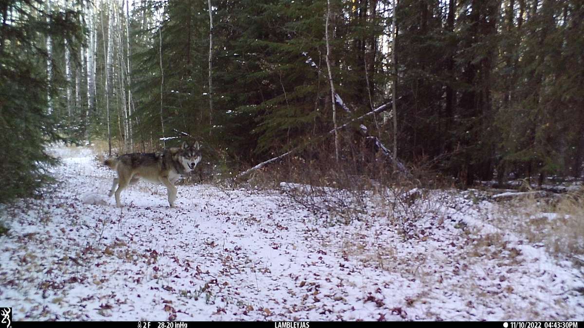Interlake Safaris - Alberta Wolf Hunts