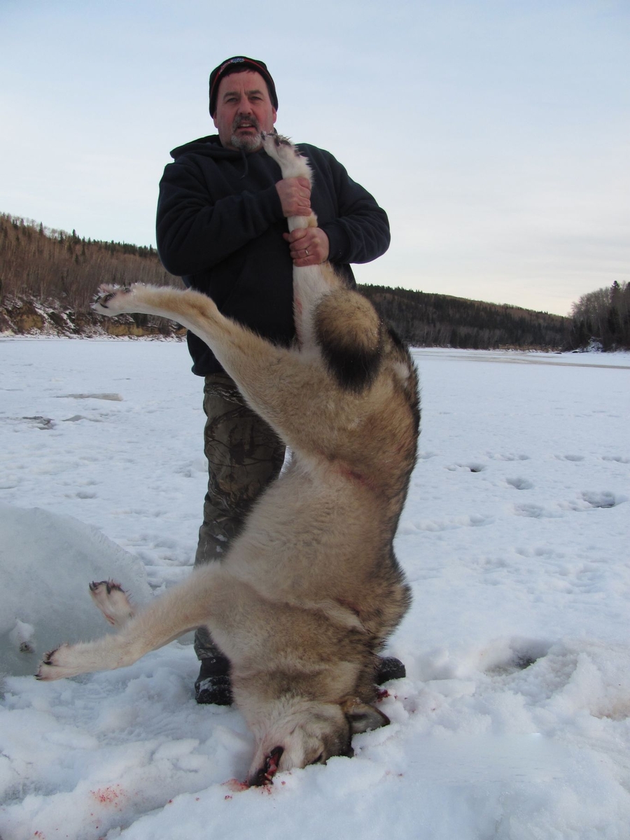 Interlake Safaris - Alberta Wolf Hunts