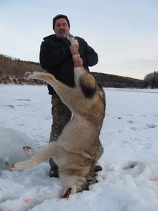 Interlake Safaris - Alberta Wolf Hunts